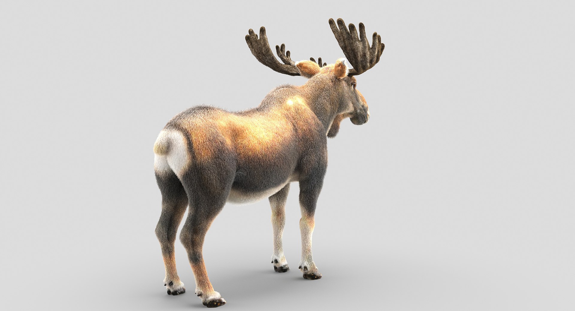 3D Moose Fur Hair - TurboSquid 1208600