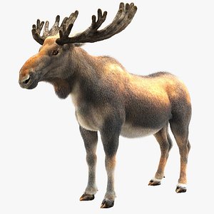 3D Moose Models | TurboSquid