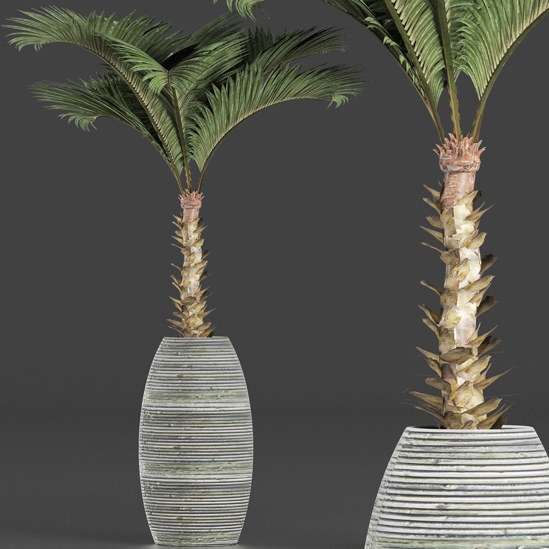 Palm plants 3D model - TurboSquid 1685275