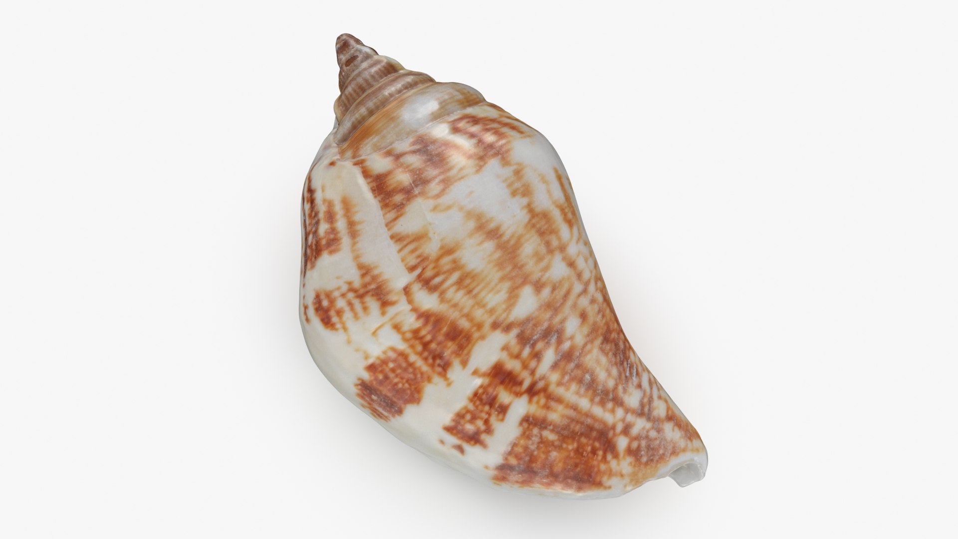 3D model Pierced Shell Cones - TurboSquid 2146651