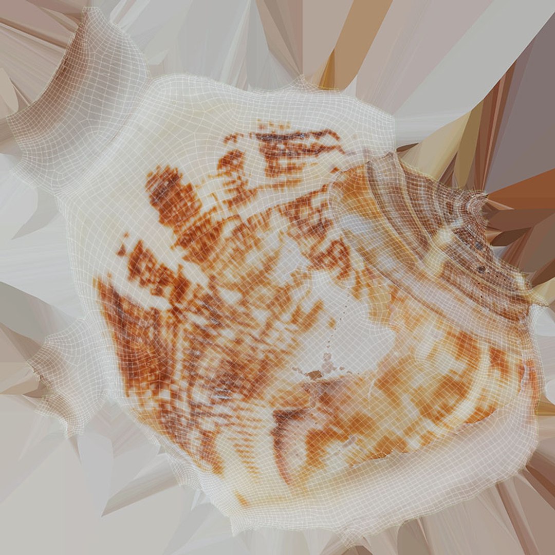 3D model Pierced Shell Cones - TurboSquid 2146651