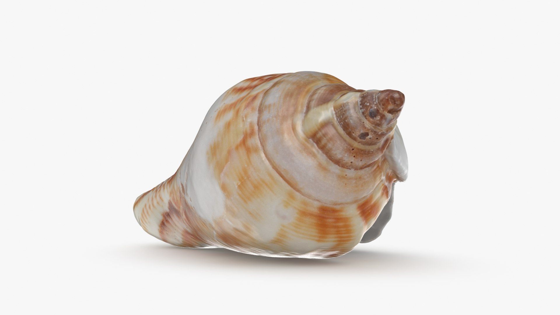 3D model Pierced Shell Cones - TurboSquid 2146651