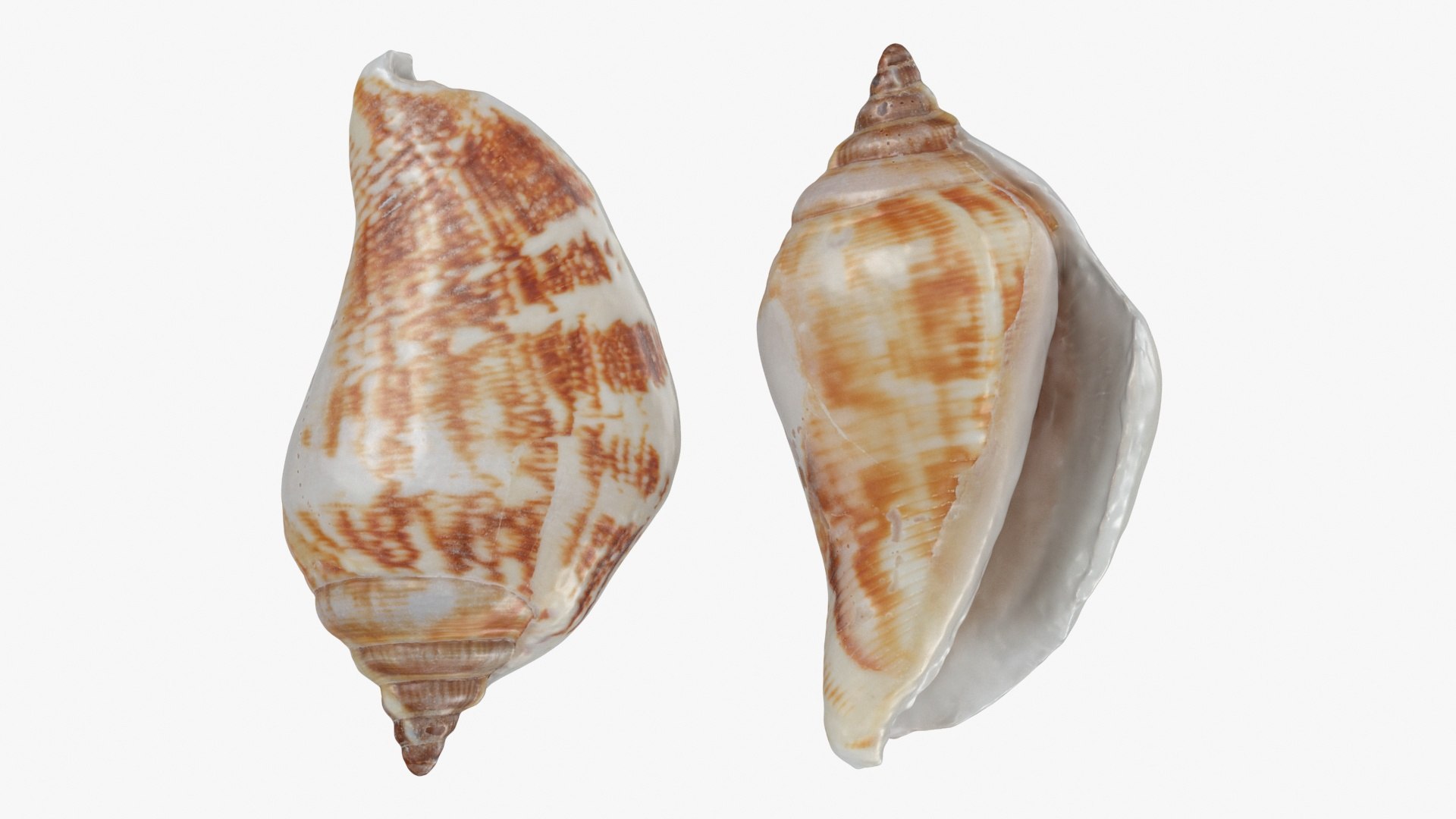 3D model Pierced Shell Cones - TurboSquid 2146651