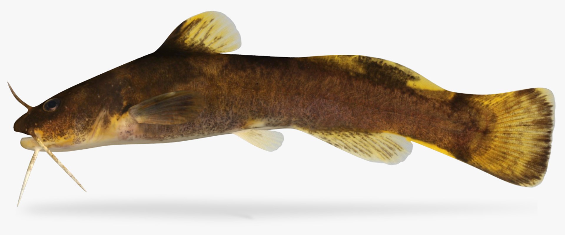 Noturus Maydeni Black River 3D - TurboSquid 1166107