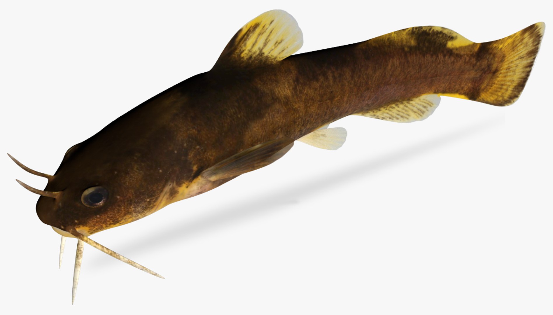 Noturus Maydeni Black River 3D - TurboSquid 1166107