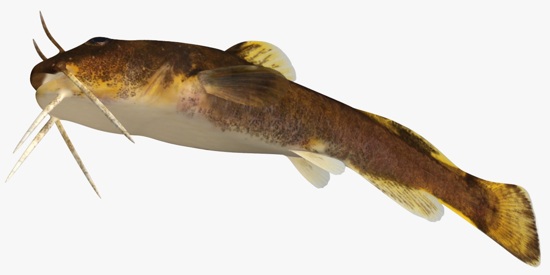 Noturus Maydeni Black River 3D - TurboSquid 1166107