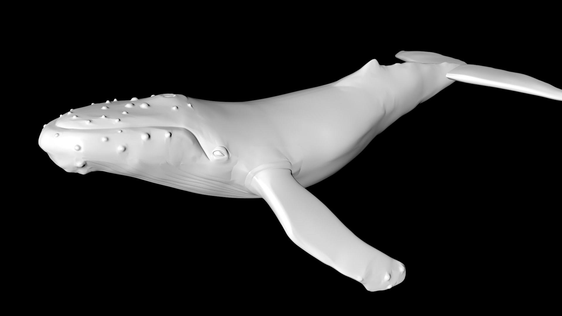 3D Humpback Whale Model - TurboSquid 1690080
