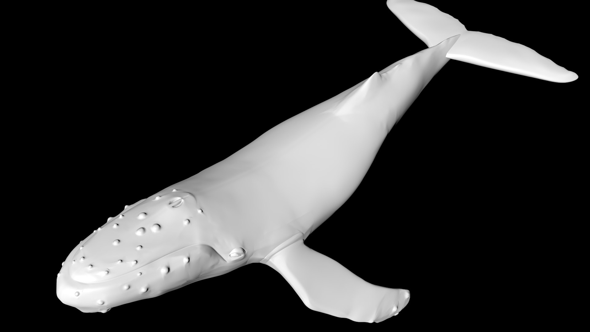 3D Humpback Whale Model - TurboSquid 1690080