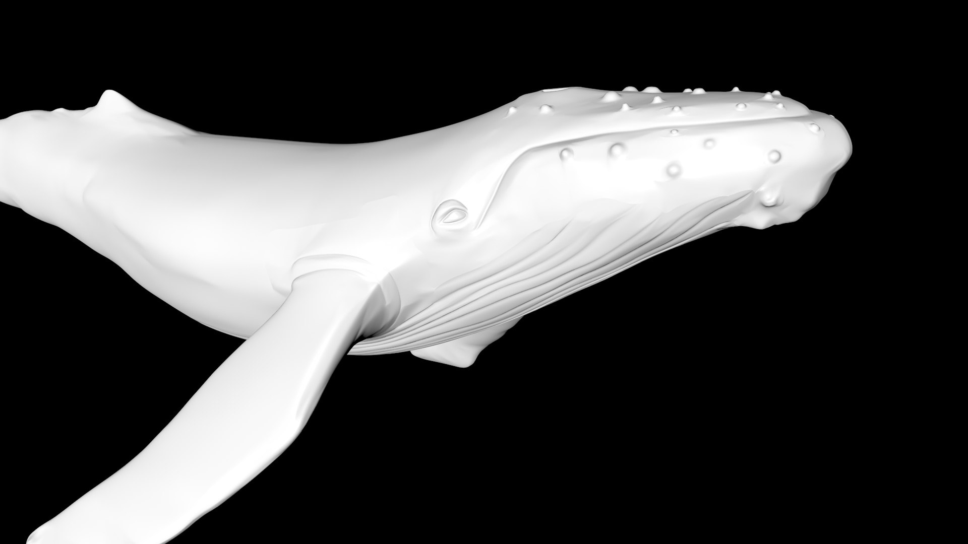 3D Humpback Whale Model - TurboSquid 1690080