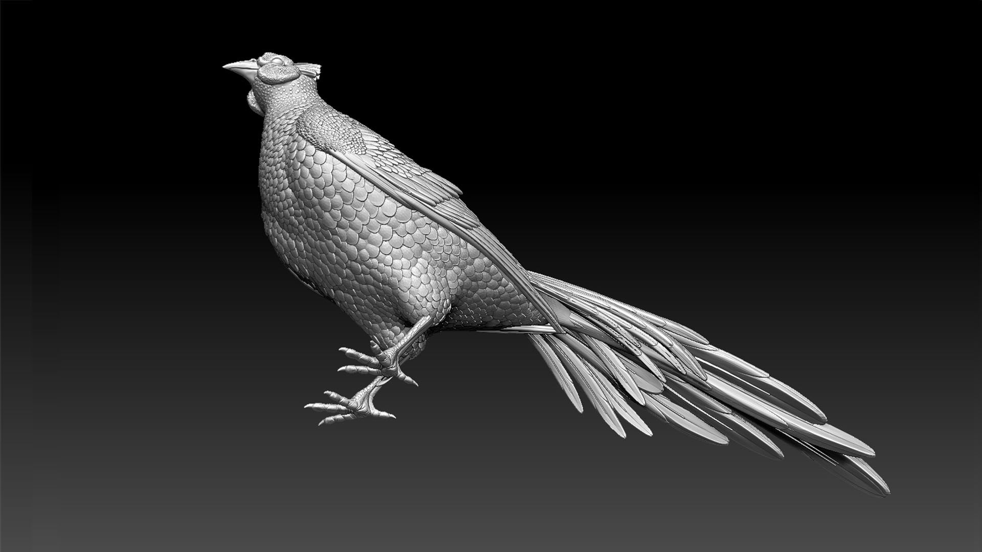 3D Pheasant Model - TurboSquid 1957594