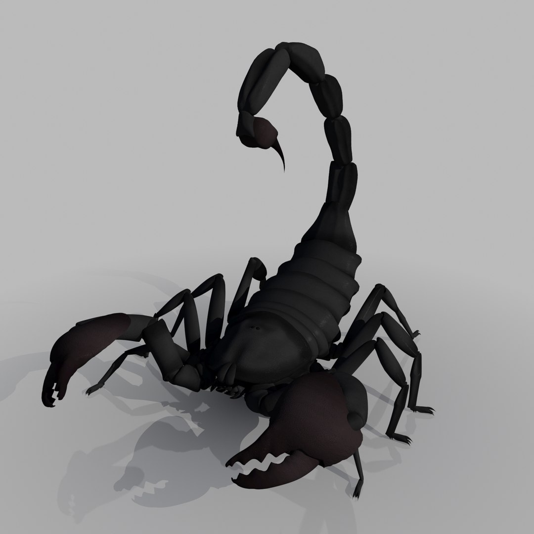 Scorpion 3d Model