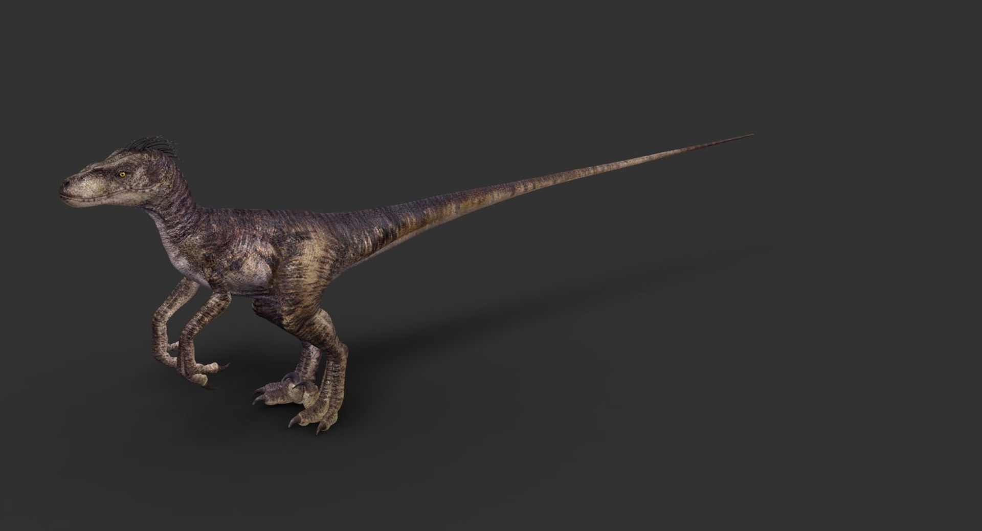 Velociraptor Rigged 3d Model