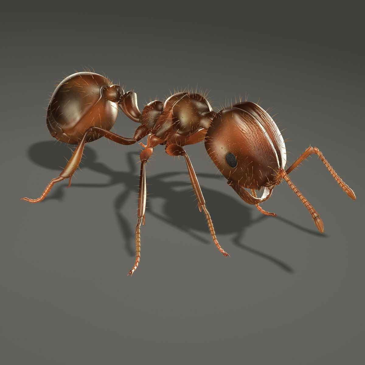 3d ant animation model