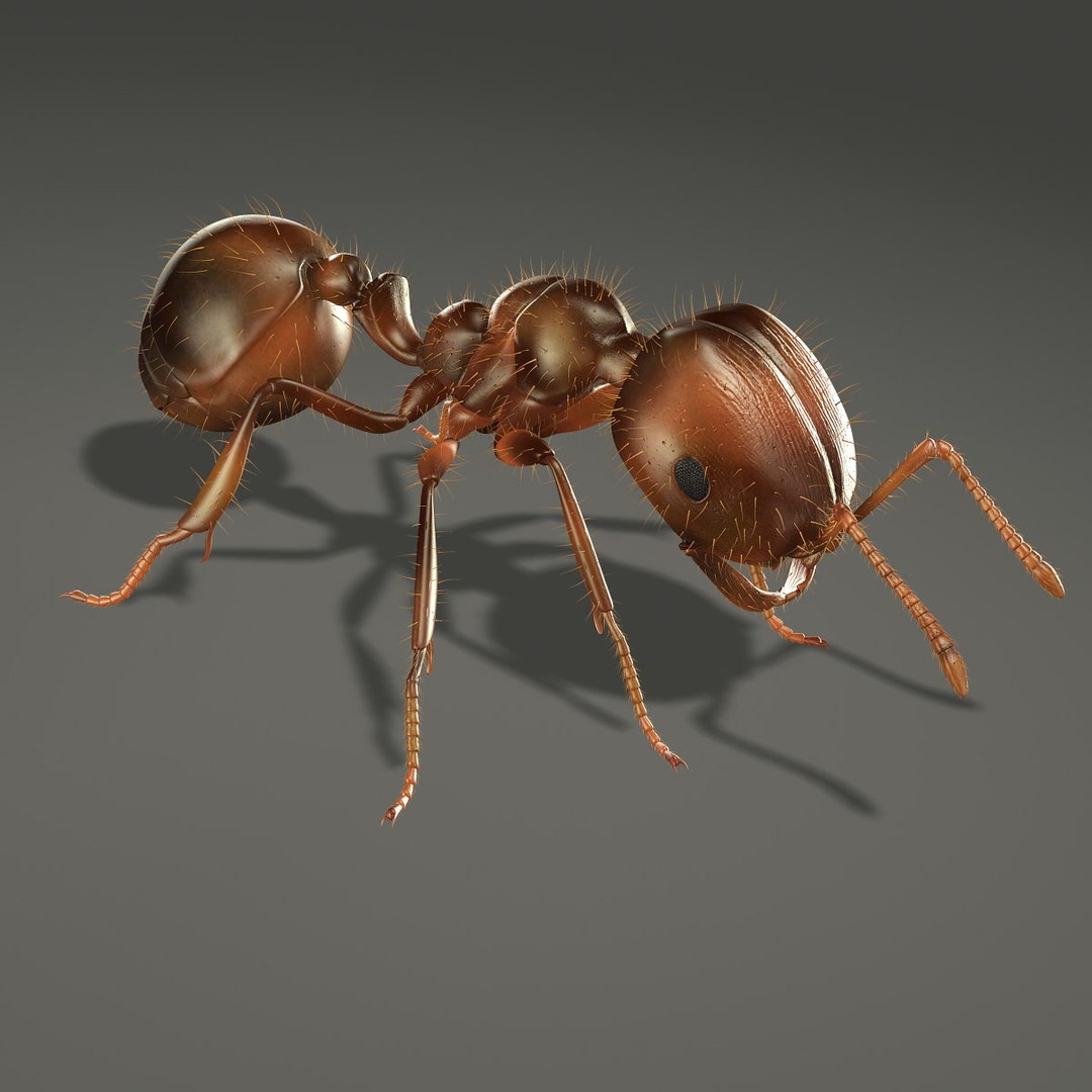 3d Ant Animation Model