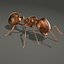 3d Ant Animation Model