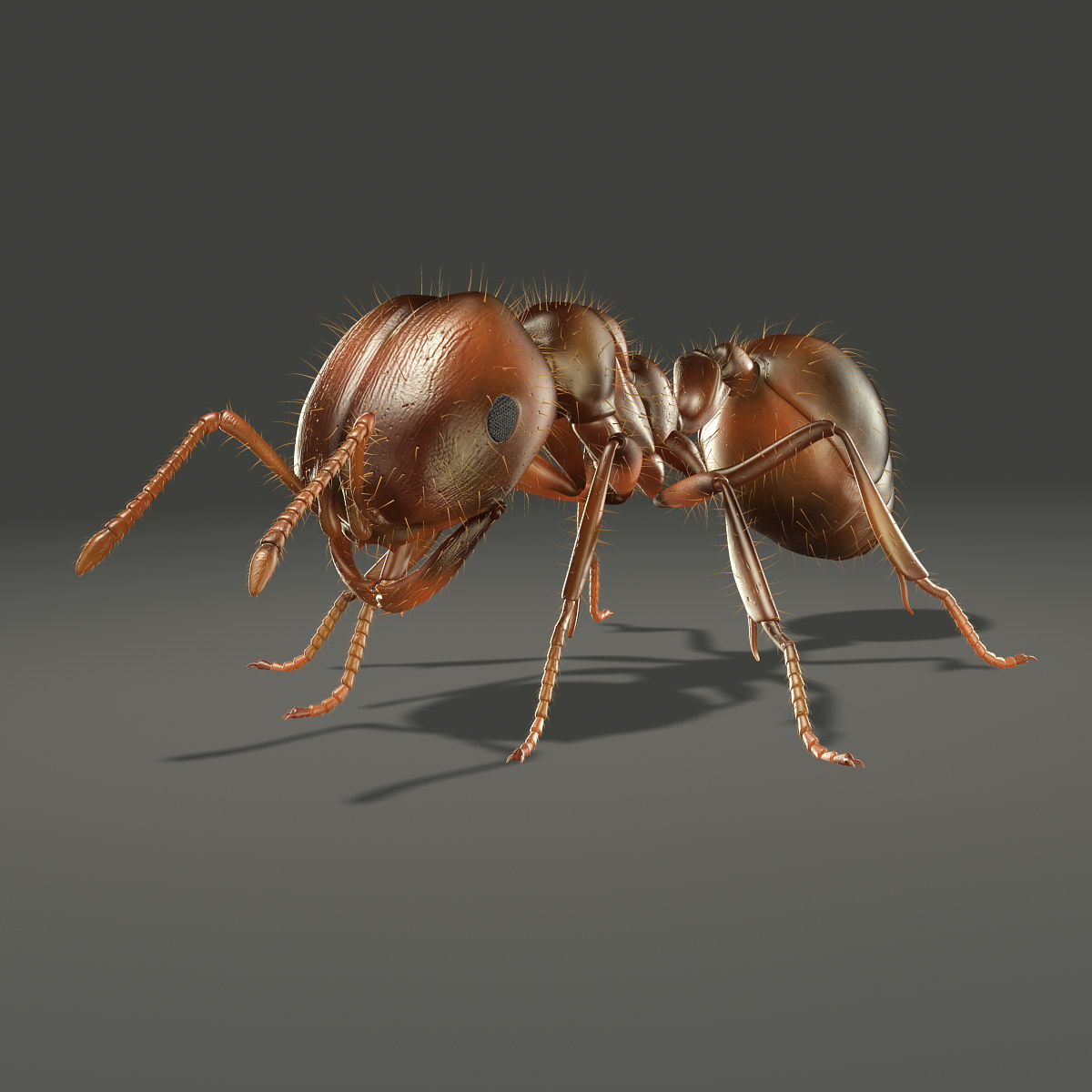 3d ant animation model
