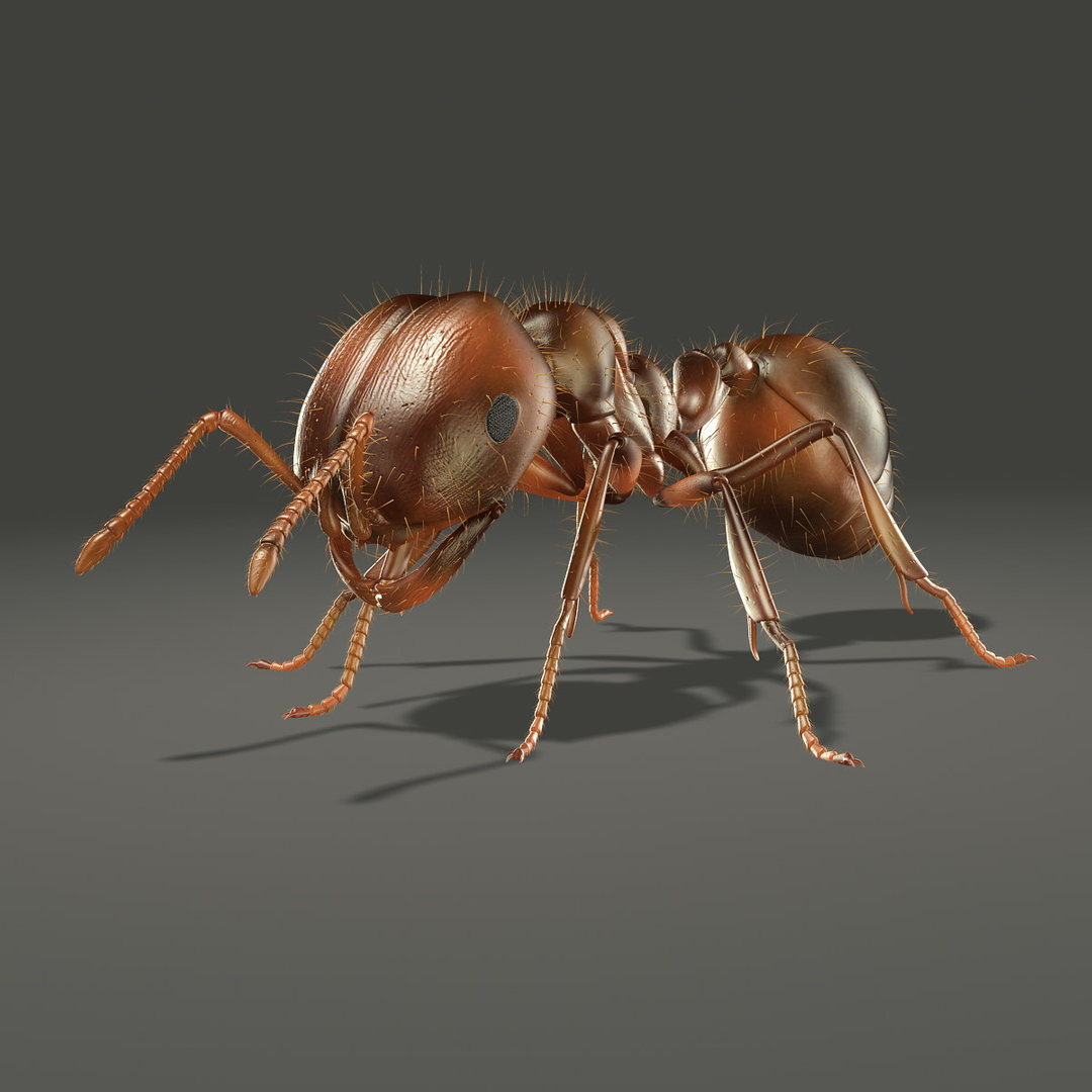 3d ant animation model
