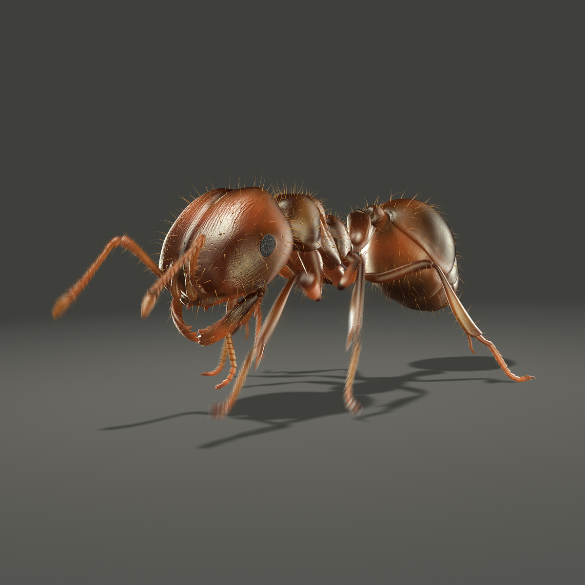 3d ant animation model