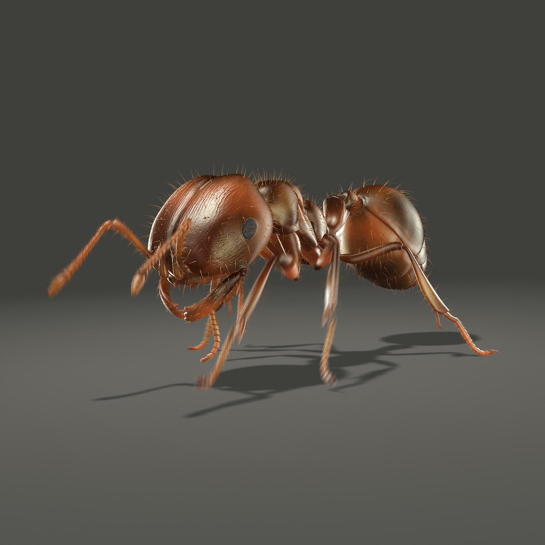 3d Ant Animation Model