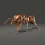 3d Ant Animation Model