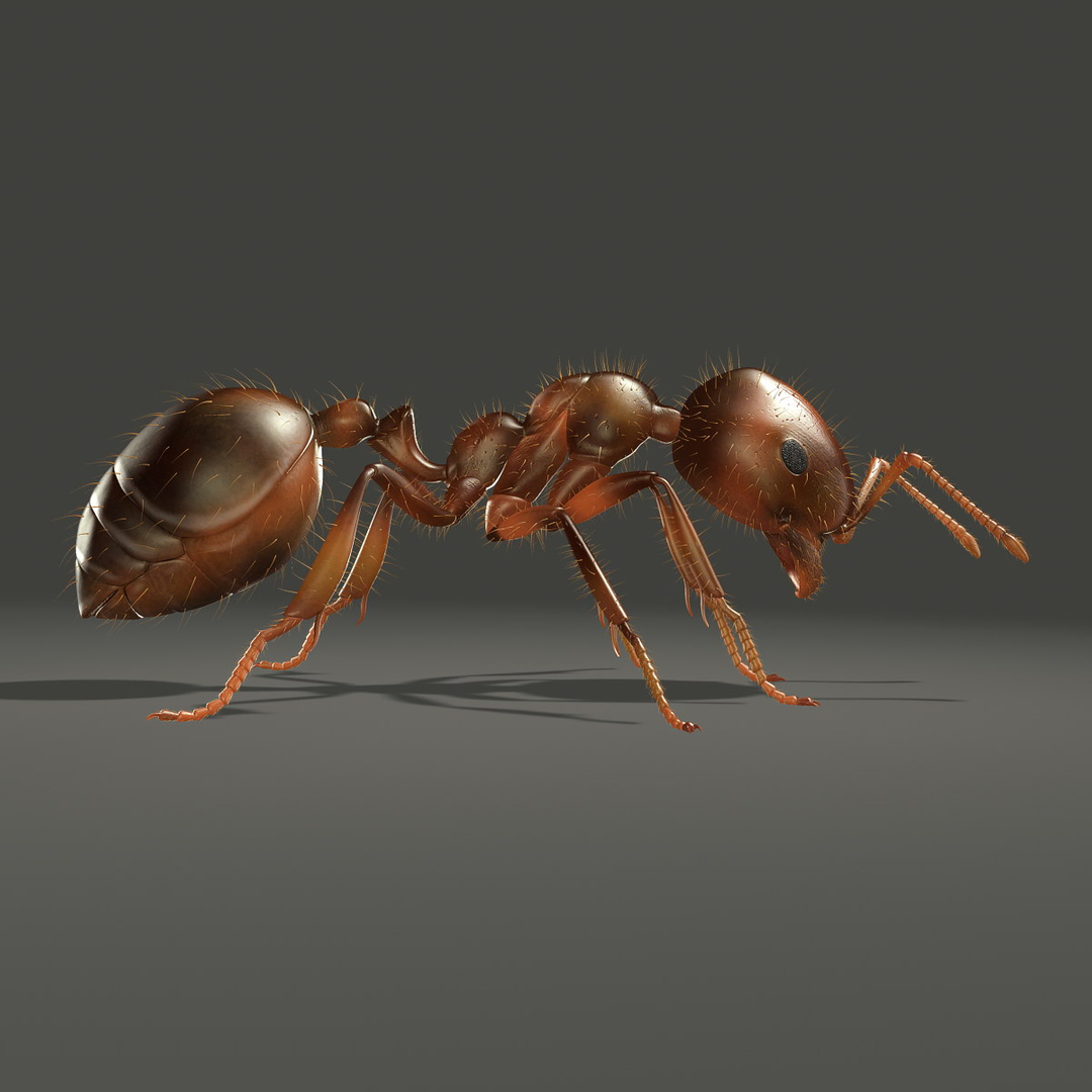 3d ant animation model