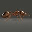 3d Ant Animation Model