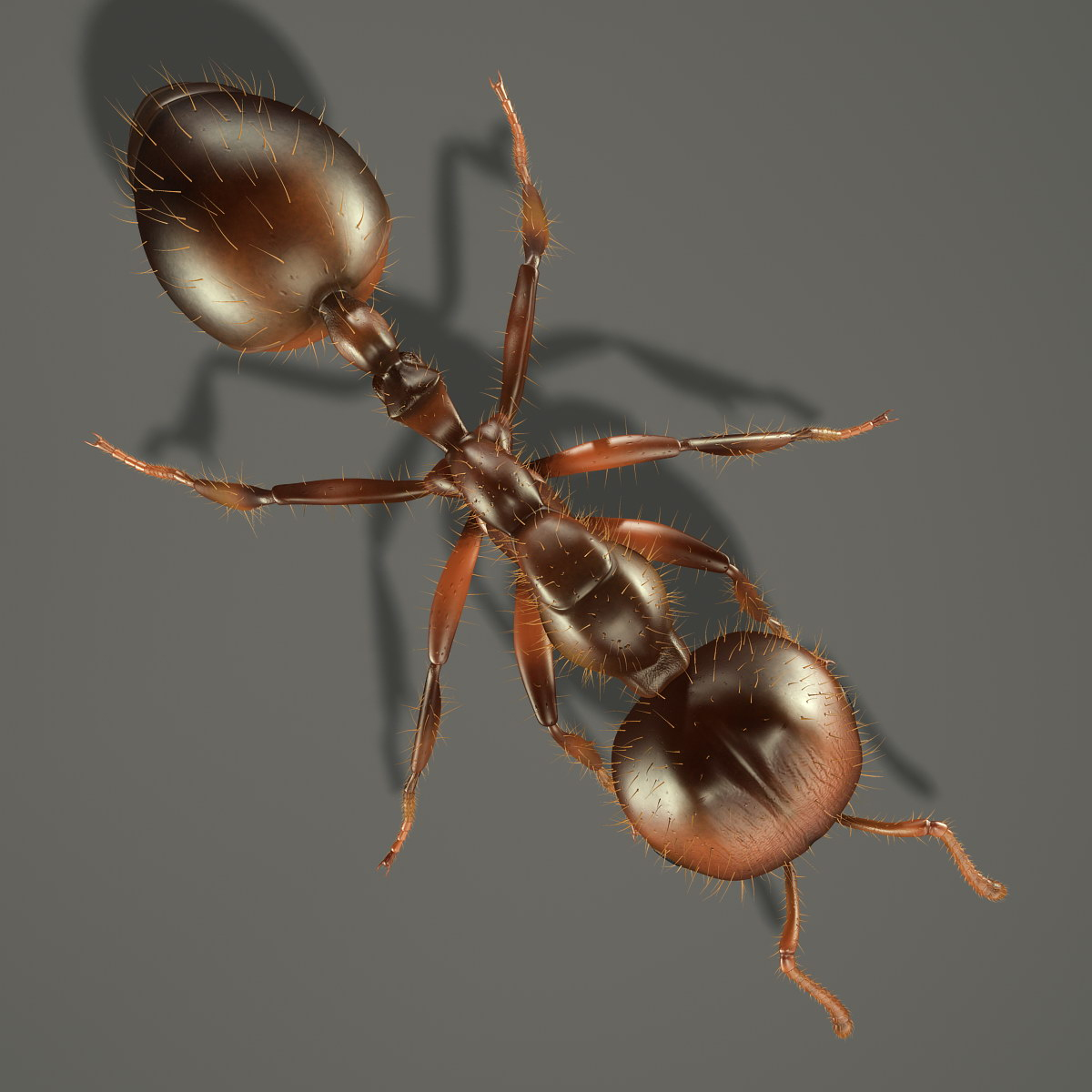 3d ant animation model
