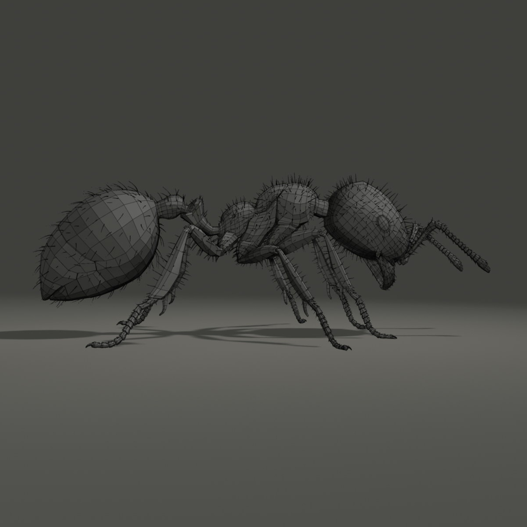 3d ant animation model