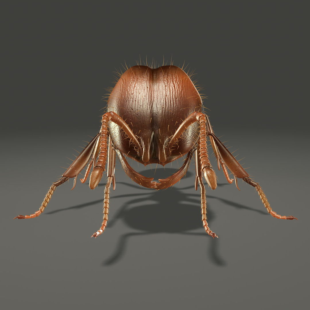 3d ant animation model
