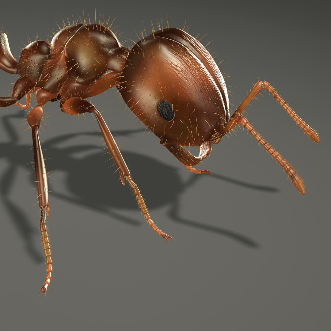 3d ant animation model