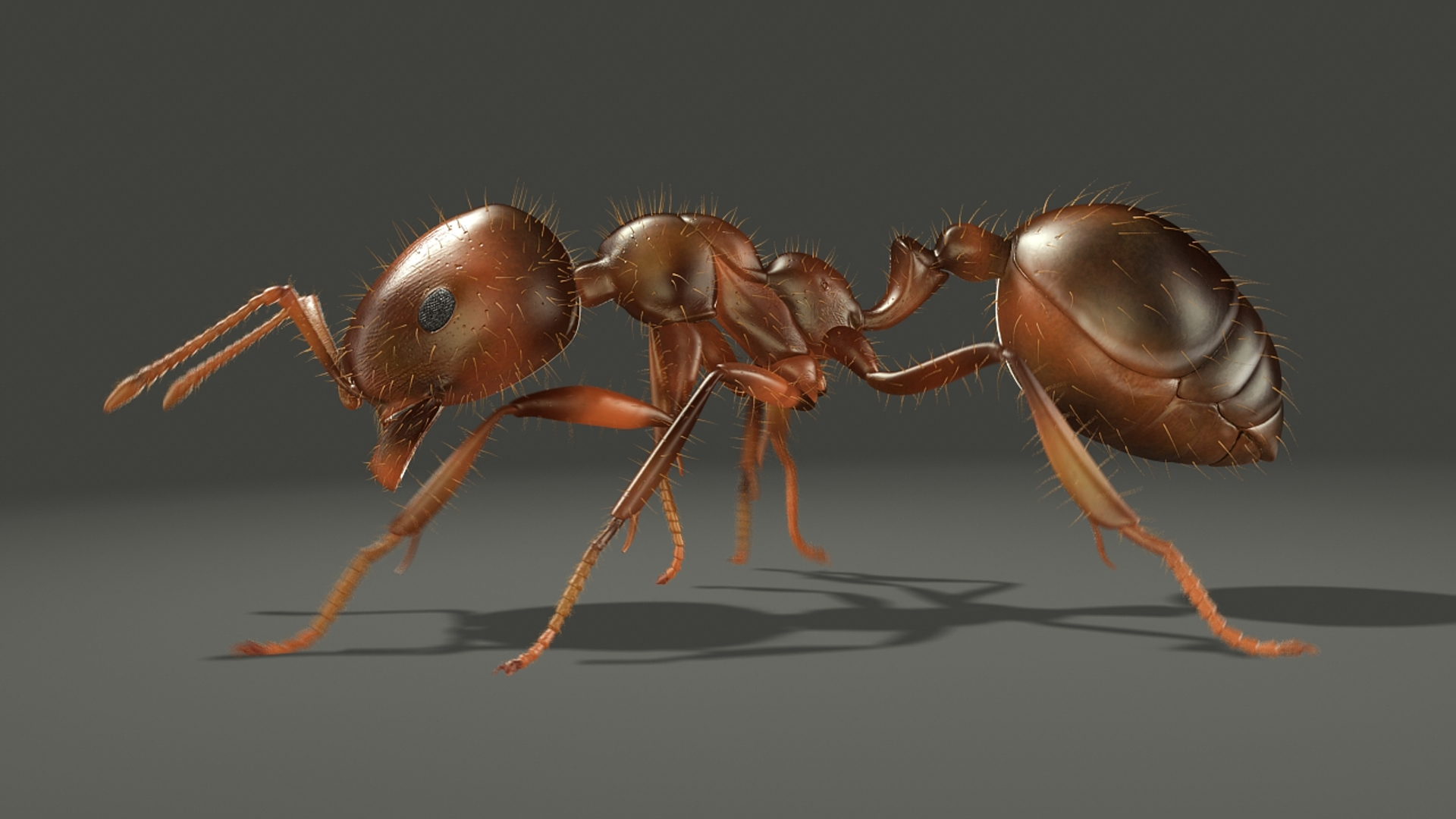 3d Ant Animation Model