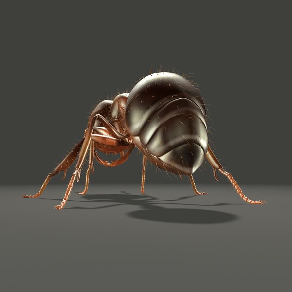 3d ant animation model