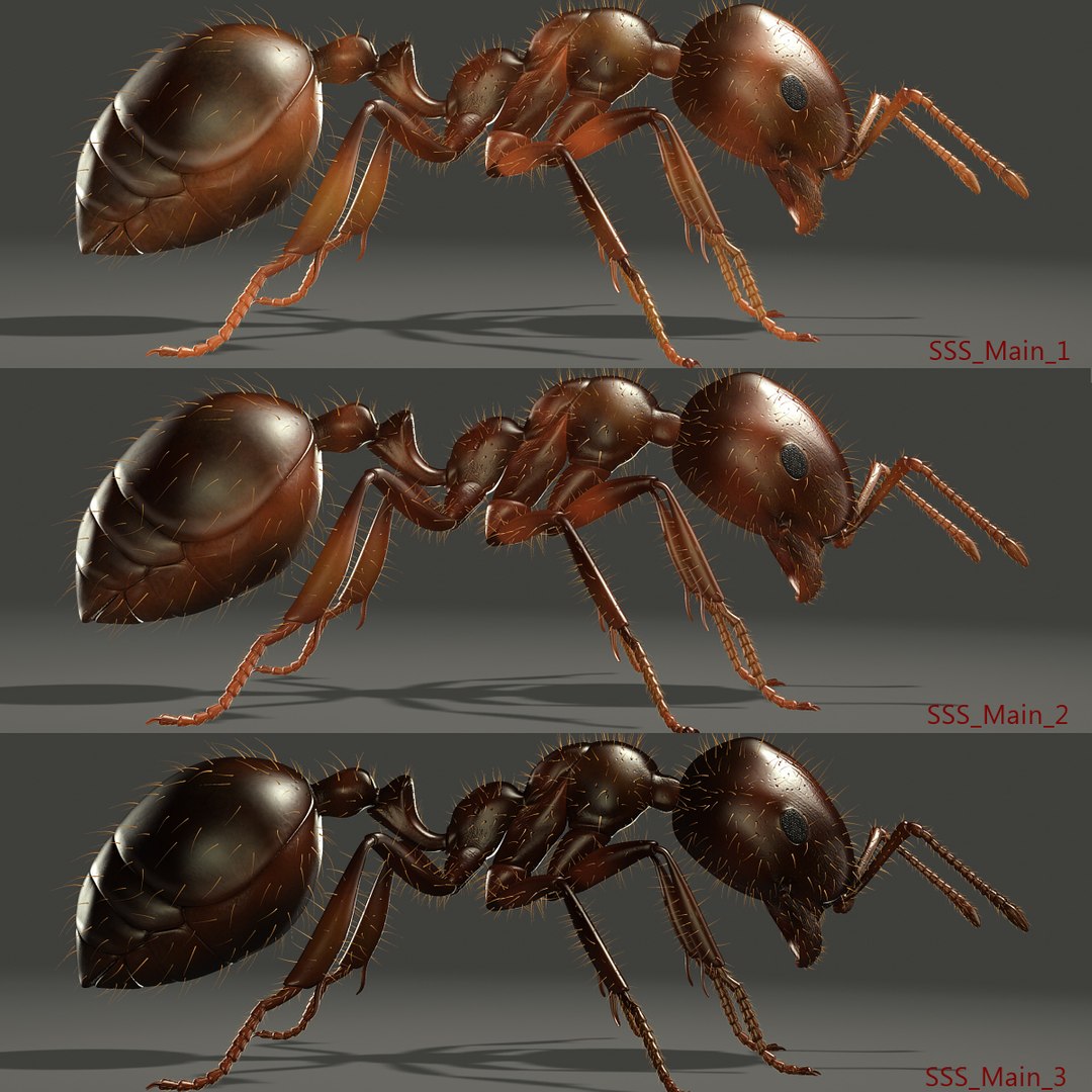 3d Ant Animation Model