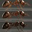 3d Ant Animation Model