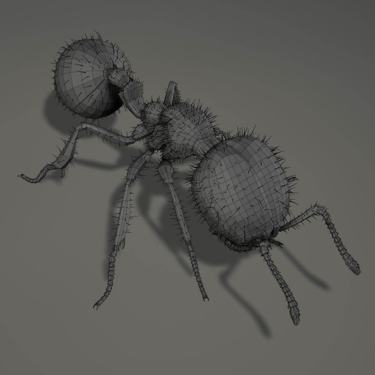 3d ant animation model