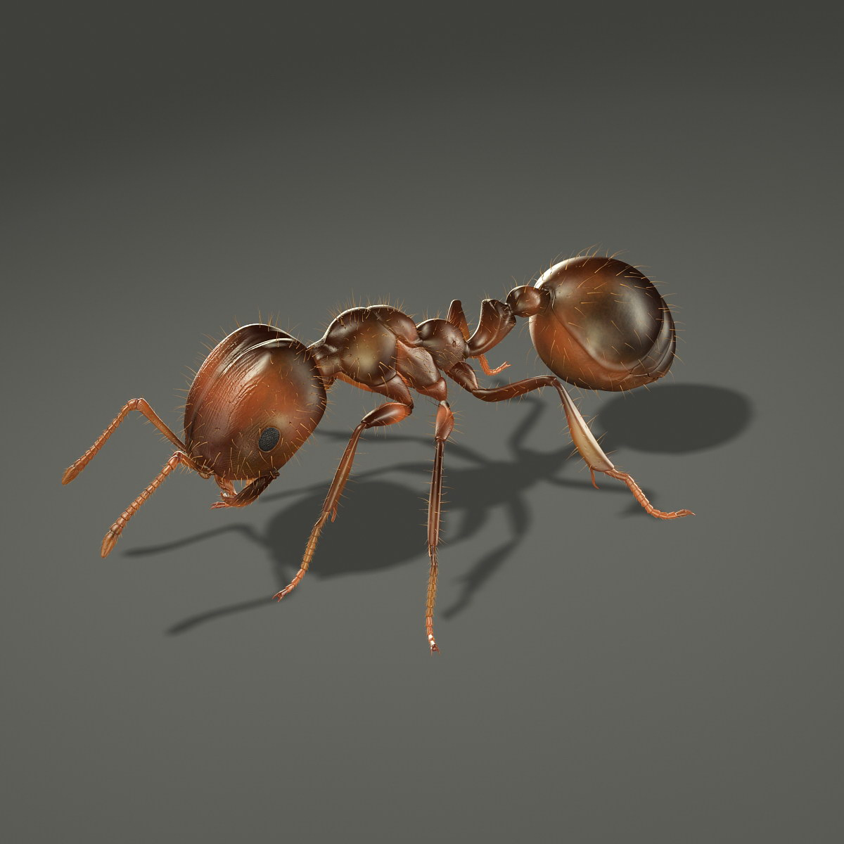 3d ant animation model