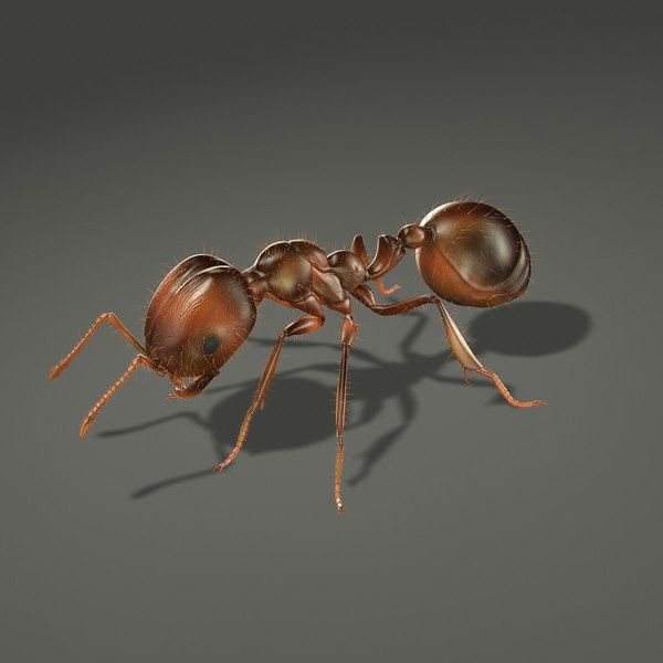 3d ant animation model