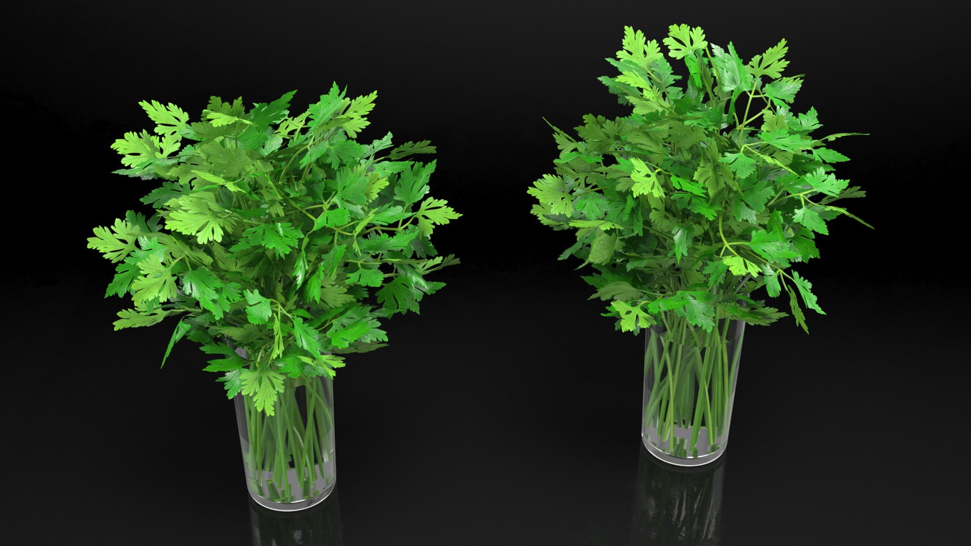 Fresh Bunch Parsley In Glass 3D Model - TurboSquid 1839186
