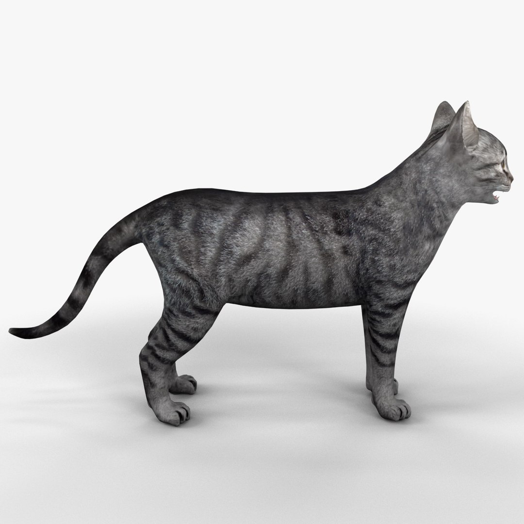Cat 3 Rigged 3d Model