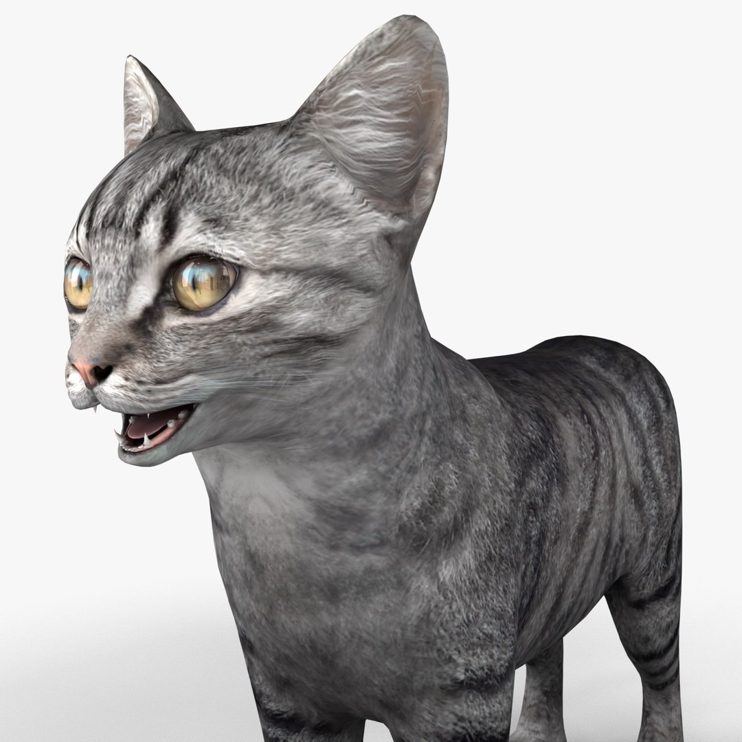 cat 3 rigged 3d model