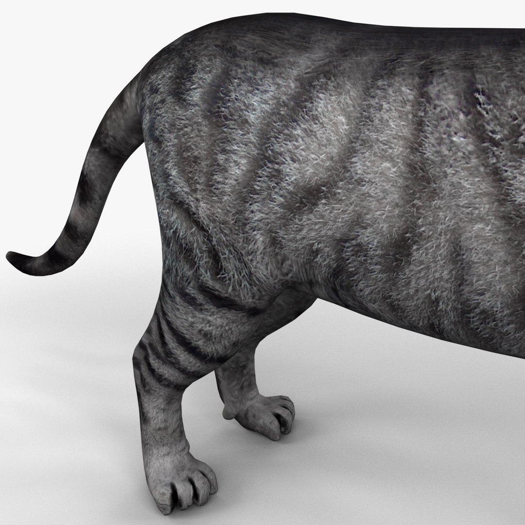 cat 3 rigged 3d model