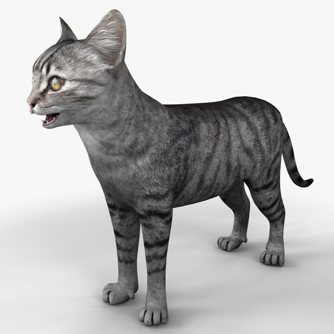 Cat 3 Rigged 3d Model