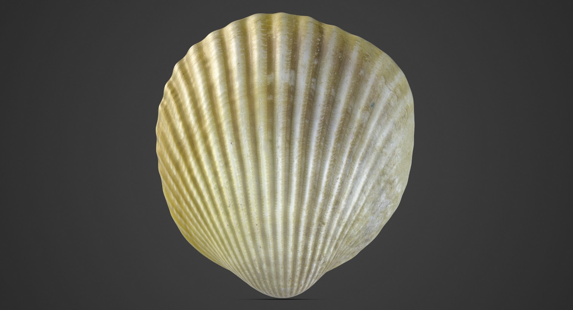 3dsmax sea shell