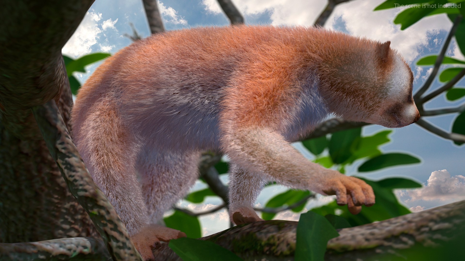 Slow Loris Fur Rigged 3D Model - TurboSquid 2145984
