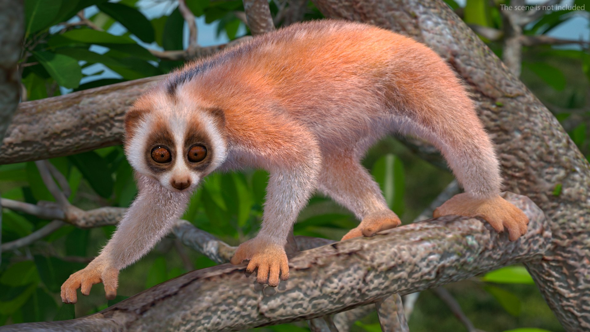Slow Loris Fur Rigged 3D Model - TurboSquid 2145984