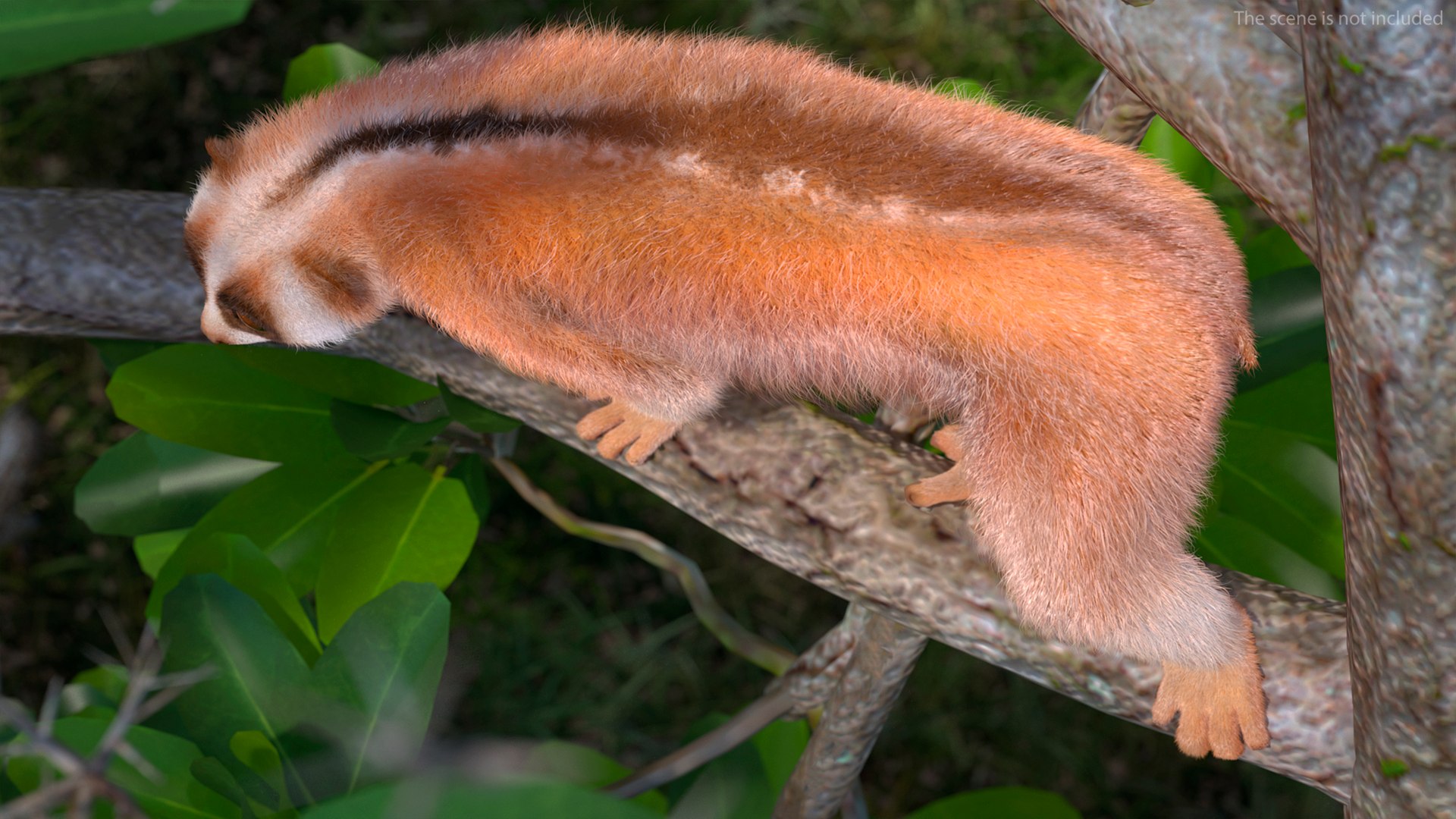 Slow Loris Fur Rigged 3D Model - TurboSquid 2145984