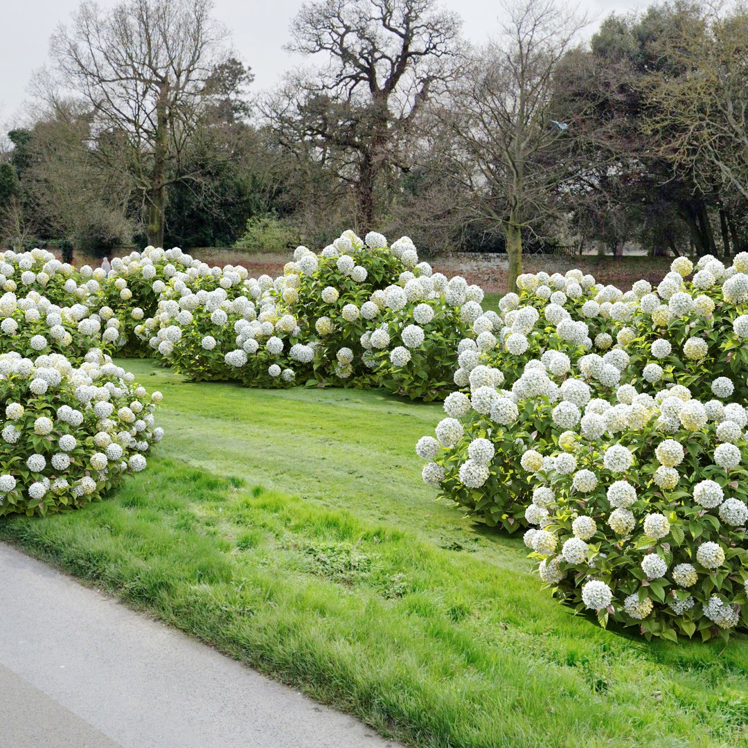 Hydrangea 02 3D Model - TurboSquid 1959888
