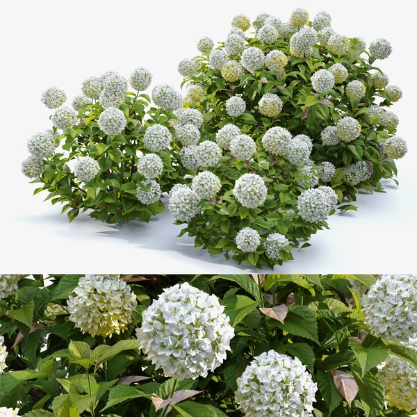 Hydrangea 3D Models for Download | TurboSquid
