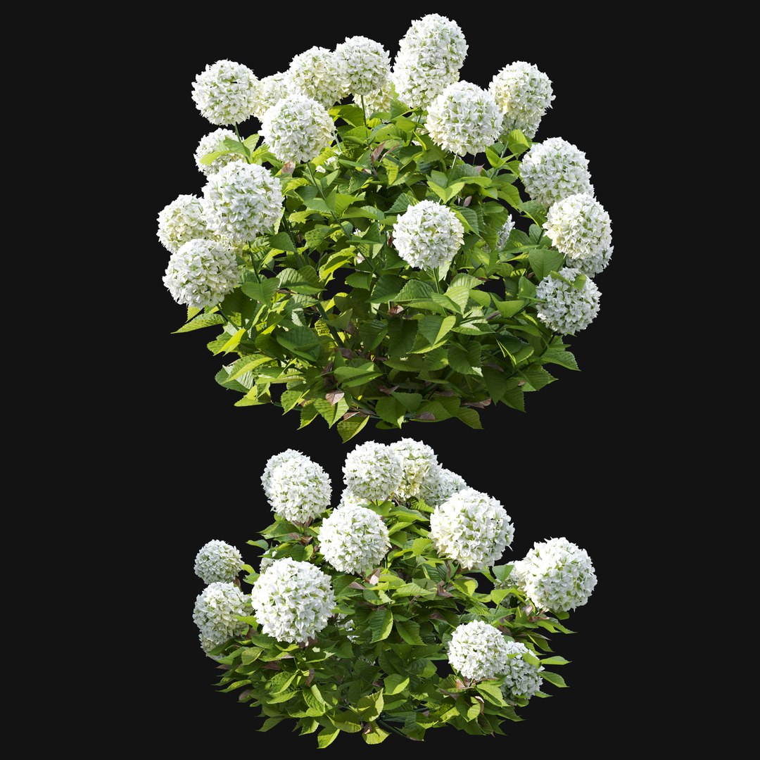 Hydrangea 02 3D Model - TurboSquid 1959888