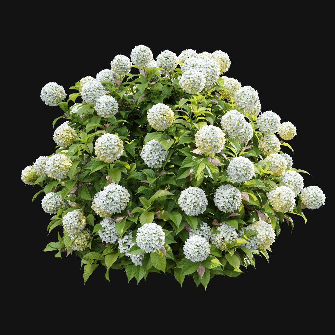 Hydrangea 02 3D Model - TurboSquid 1959888